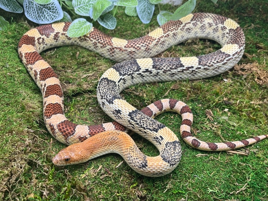 Mexican Pine Snake by Predators Reptile Center