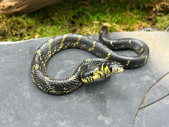 B-Grade Tiger Ratsnake Other Rat Snake by Predators Reptile Center