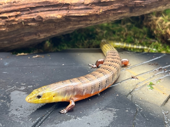 Brazilian Galliwasp More Lizard by Predators Reptile Center