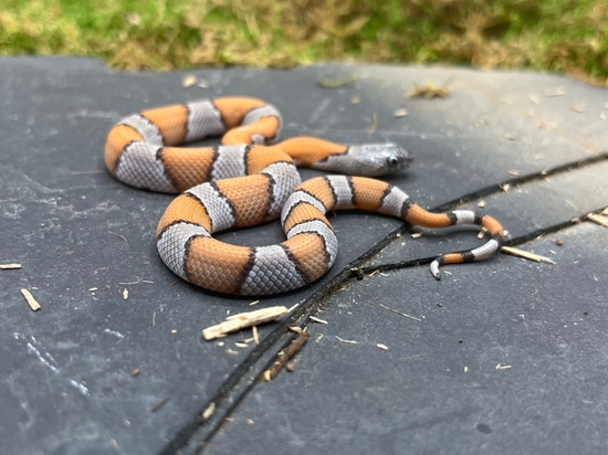 Juno Road Gray-Banded Kingsnake by Predators Reptile Center