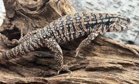 High White Red Tegu Argentine Tegus by Predators Reptile Center