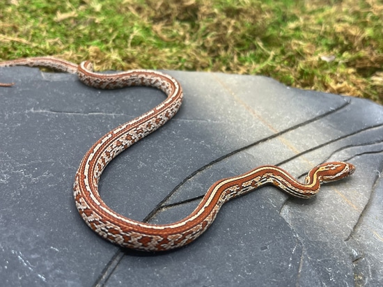 Tessera Cornsnake Corn Snake by Predators Reptile Center