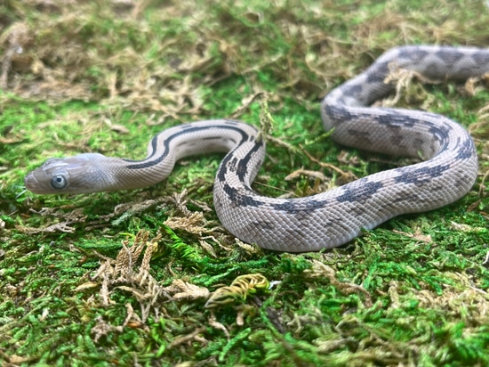 Het Boyscout Albino Trans-Peco Trans-Pecos Rat Snake by Predators ...