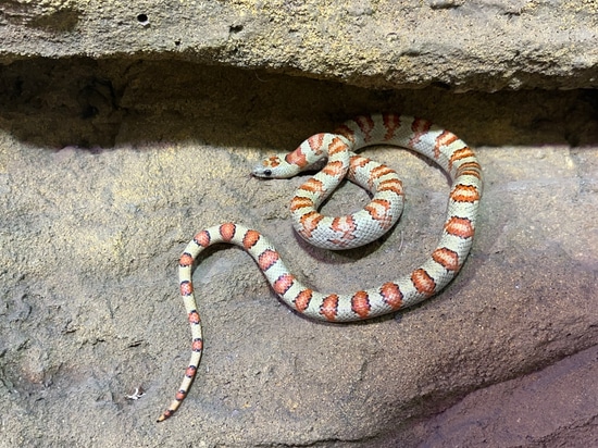 Variable Het Jag Kingsnake Nuevo Leon Kingsnake by Predators Reptile Center