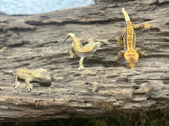 10 Lot Assorted Crested Geckos by Predators Reptile Center