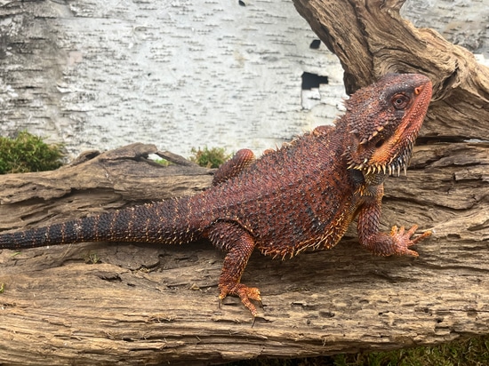 Monster Bearded Dragon Central Bearded Dragon by Predators Reptile Center