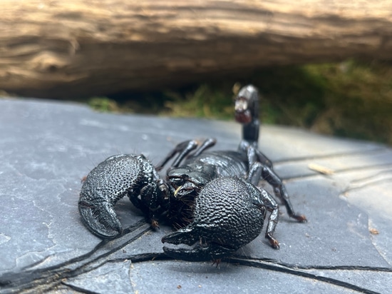 Emperor Scorpion by Predators Reptile Center