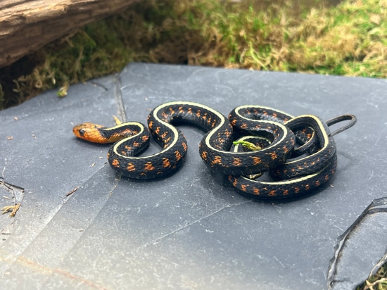 Oregon Red-Spotted Garter Garter Snake by Predators Reptile Center