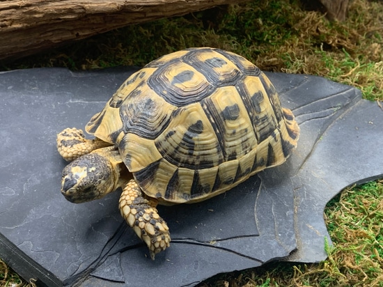 Libyan Greek Tortoise by Predators Reptile Center