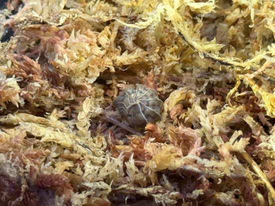 Godzilla Isopods (5 Count) by Predators Reptile Center