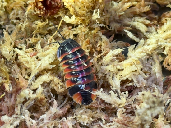 Ember Bee Isopod (10 Count) by Predators Reptile Center