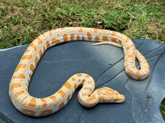Albino Burmese Python by Predators Reptile Center