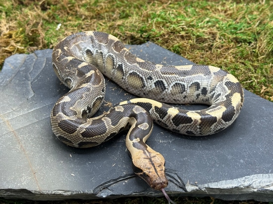 Blood Python by Predators Reptile Center
