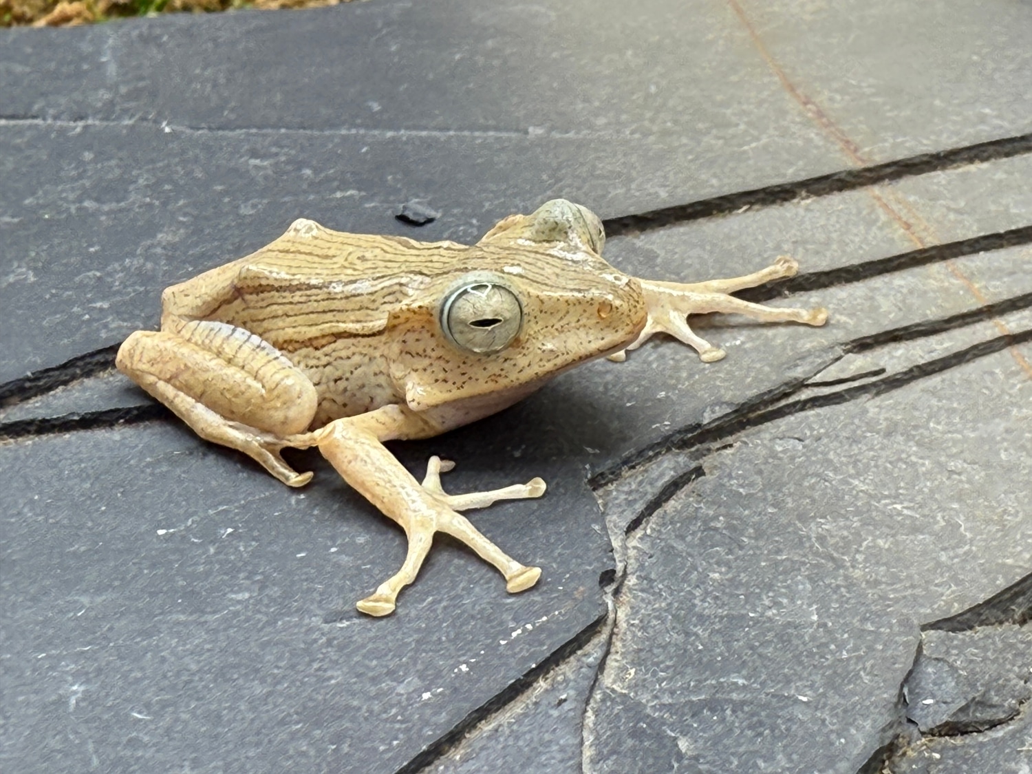 Borneo Eared Frog