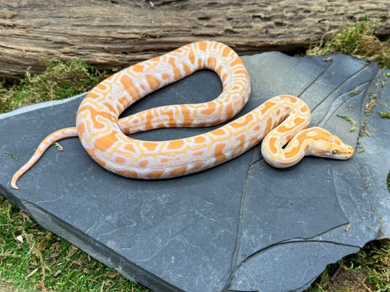 Albino Het Pied Het Granite Burmese Python by Predators Reptile Center