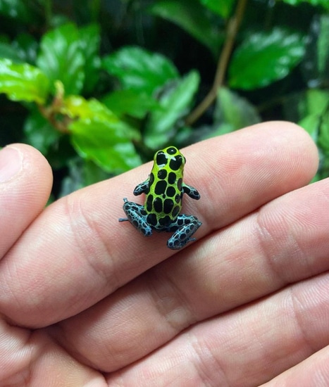 Ranitomeya Variabilis (Southern) Other Dart Frog by Psychedelic Serpents