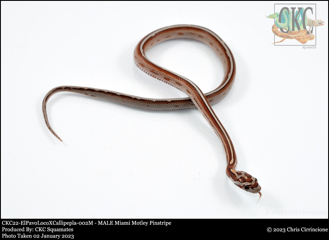 Miami Motley Pinstripe Corn Snake by CKC Squamates - MorphMarket