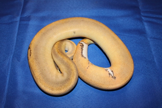 Black Pastel Champagne Het Clown Paradox Ball Python by Kremer Reptiles