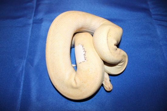 22 Super Pastel Champagne Clown Ball Python by Kremer Reptiles