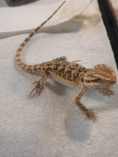 Baby Bearded Dragons Central Bearded Dragon by The Derpy Herp