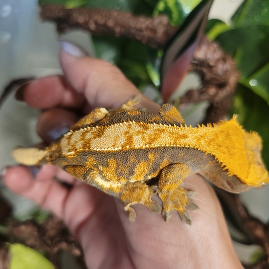 Tri-Color Harlequin Crested Gecko by Reptile Rendezvous LLC
