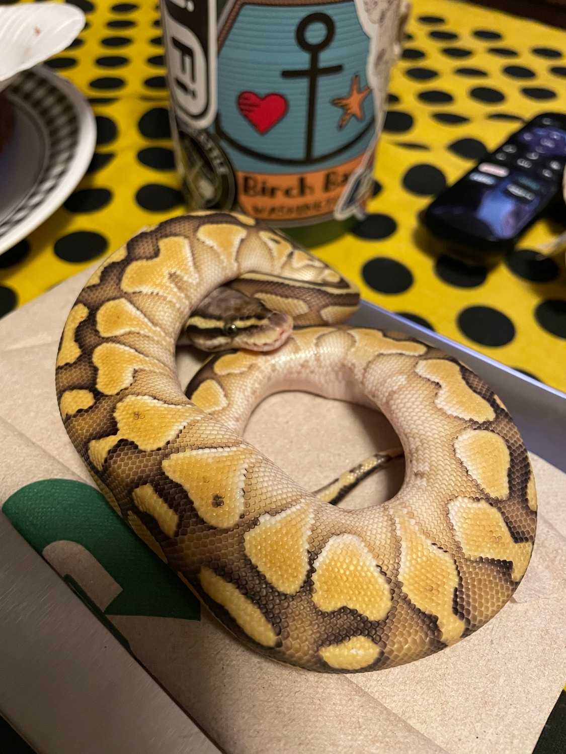 Super Pastel Lesser Ball Python by Python Emporium - MorphMarket