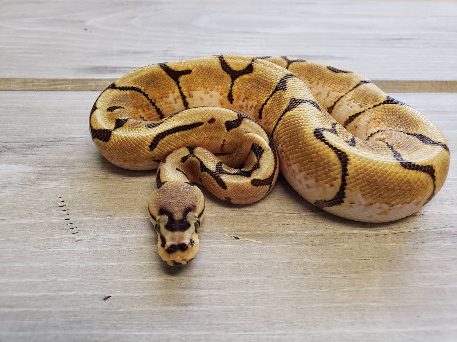 Spider Ball Python by Yosemite Reptiles - MorphMarket