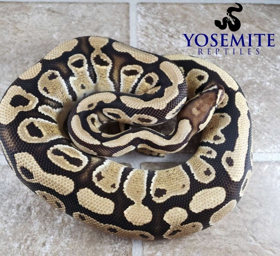 Fire Het Clown (Proven Breeder) Ball Python by Yosemite Reptiles