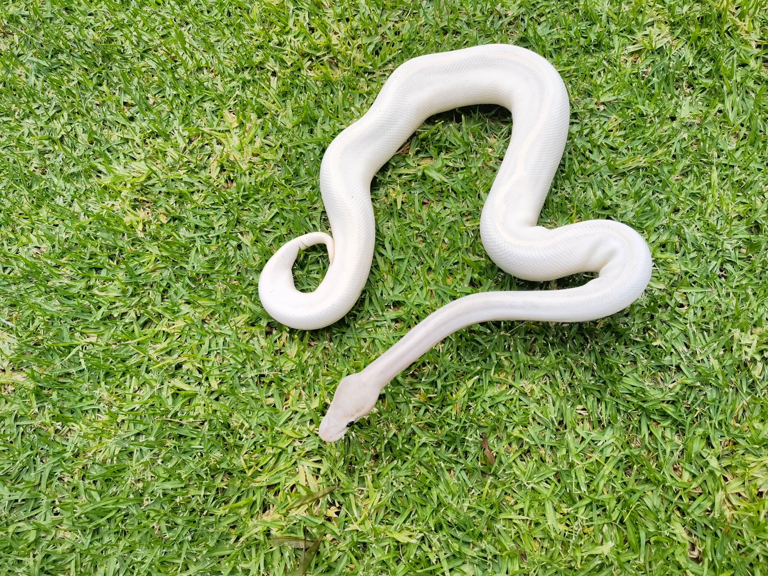 Leopard Mojave Ivory Het Axanthic Ball Python by Exclusive Scale ...