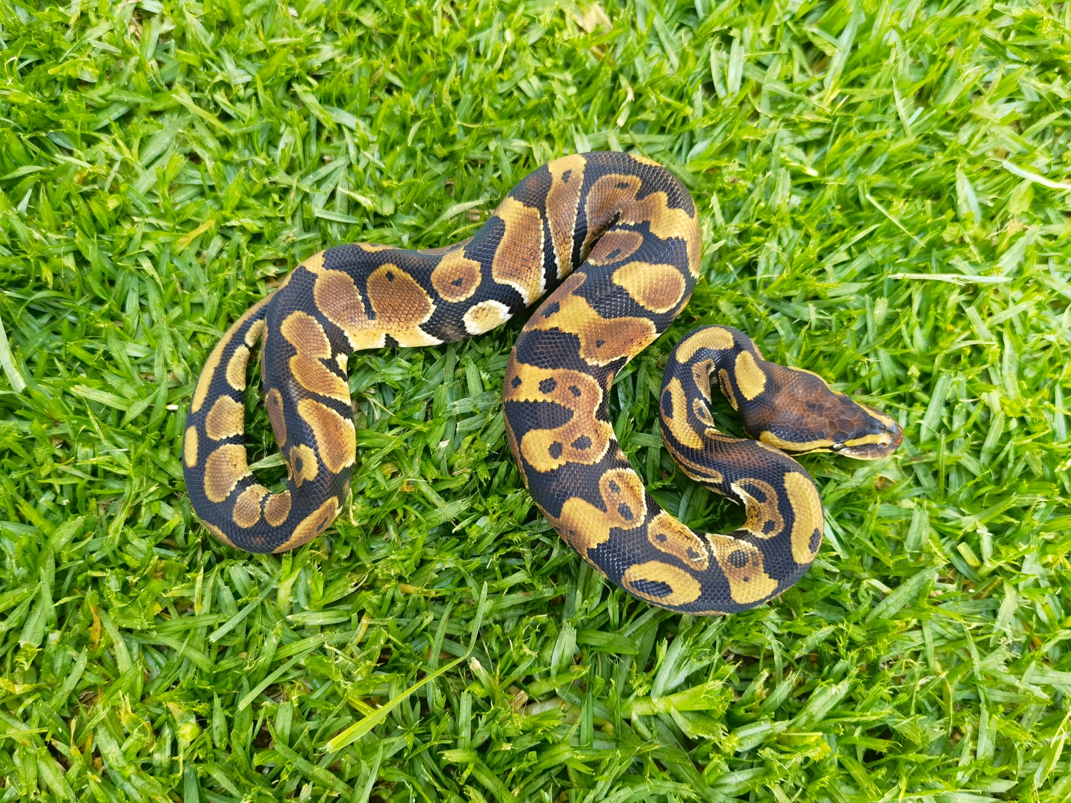 Het Candy Ball Python by Exclusive Scale Evolutions - MorphMarket