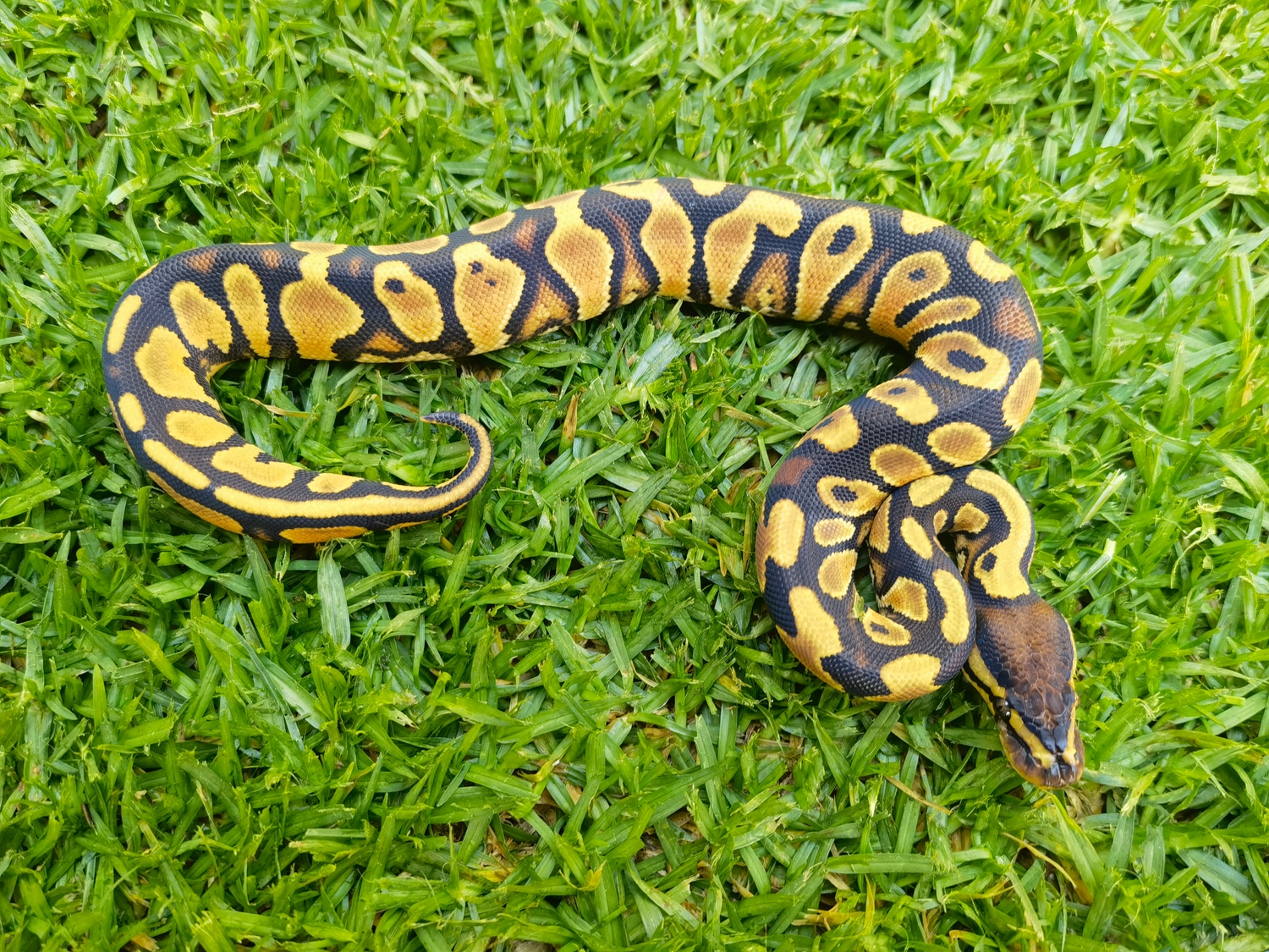 Orange Dream Yellow Belly Ball Python by Exclusive Scale Evolutions ...