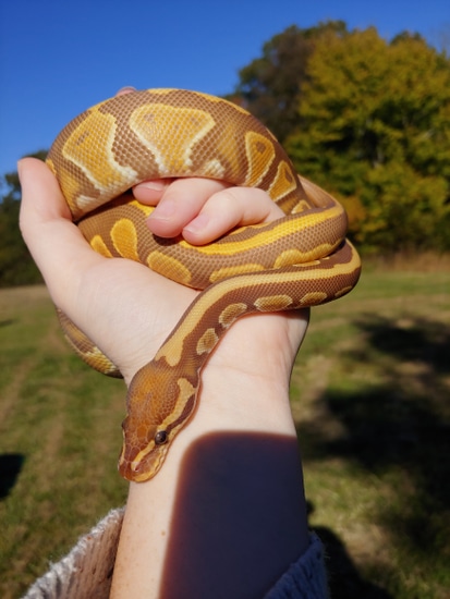 Ultramel Het Pied Possible Het Ghost Ball Python by Eden Pythons