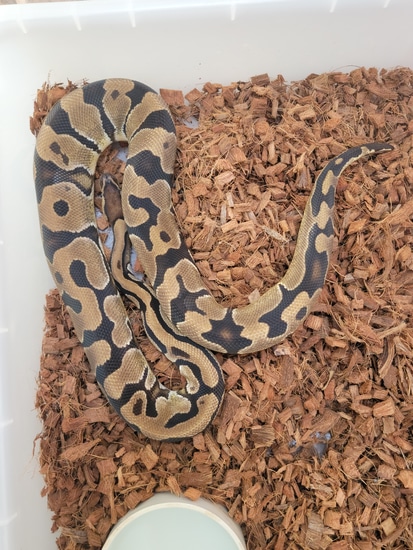 Dinker/African Import Ball Python by Eden Pythons