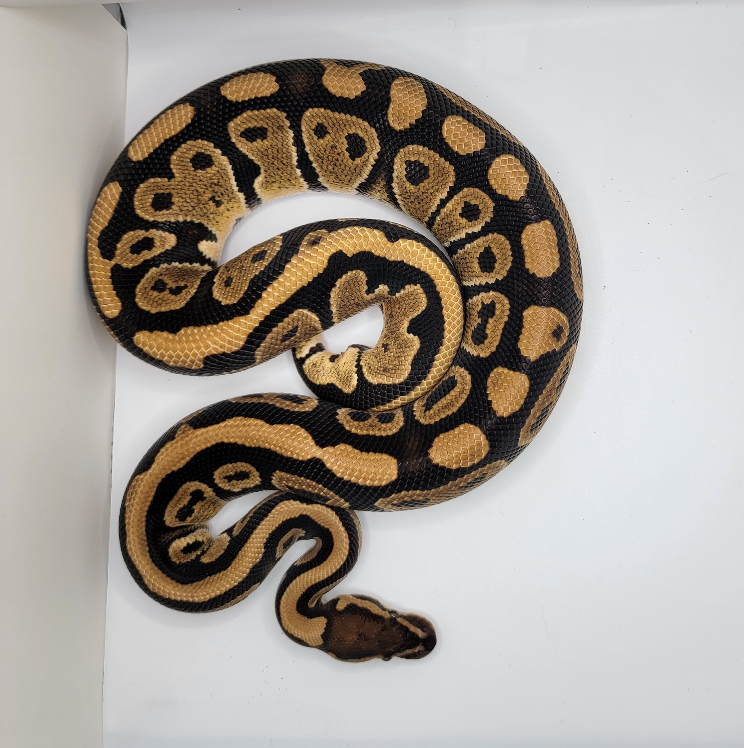 Adult 100% TH Ultramel Clown Pied Ball Python by Eden Pythons - MorphMarket