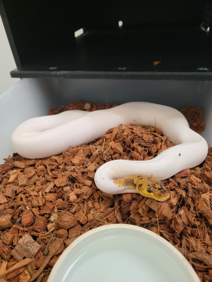 RTB Pastel Clown Pied Ball Python by Eden Pythons