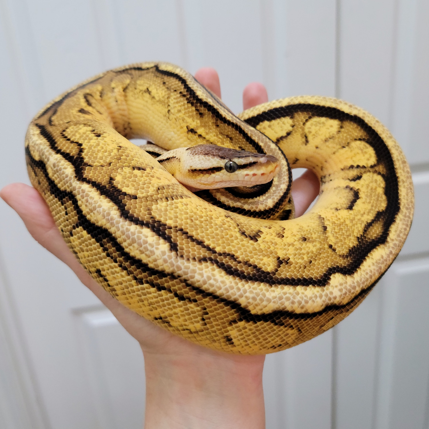 Pastel Genetic Stripe Double Het Ultramel Clown Ball Python by Eden ...
