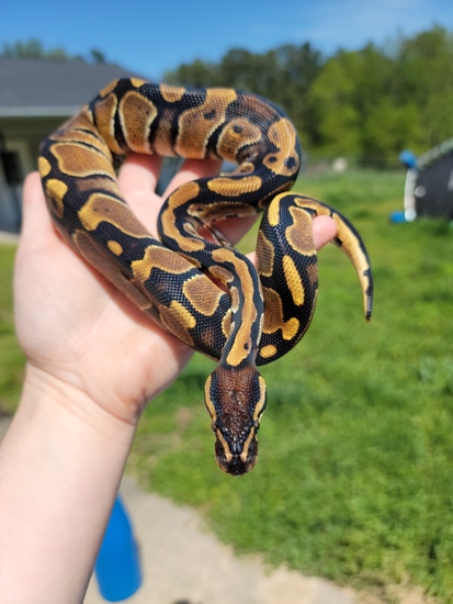 100% Het Pied Ball Python by Eden Pythons