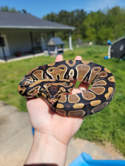 100% Het Pied Ball Python by Eden Pythons