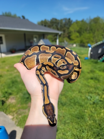 100% Het Pied Ball Python by Eden Pythons