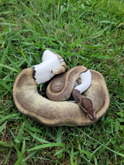 Mojave Piebald (Proven) Ball Python by Eden Pythons