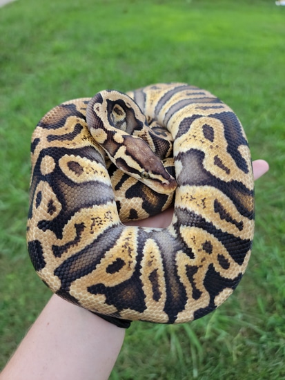 Pastel GHI 100% Het Clown Ball Python by Eden Pythons