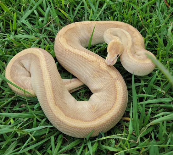 Champagne Ultramel (Proven) Ball Python by Eden Pythons