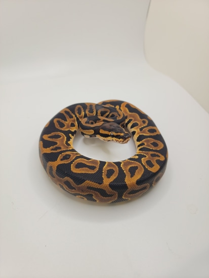 Leopard 100% Dbl Het Clown Pied Ball Python by Eden Pythons