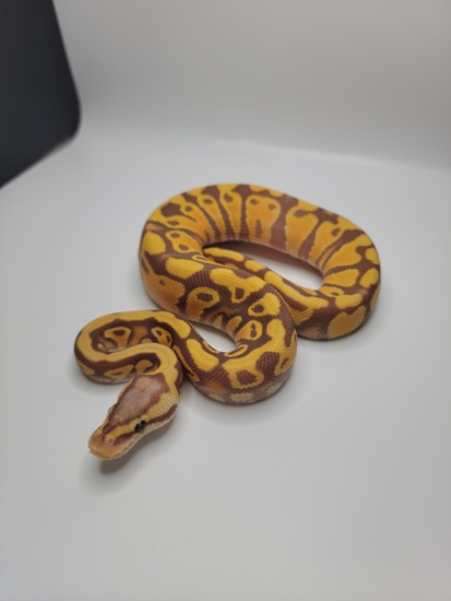 Pastel (Pos YB) Ultramel 100% Het G-Stripe 50% Het Clown Ball Python by ...