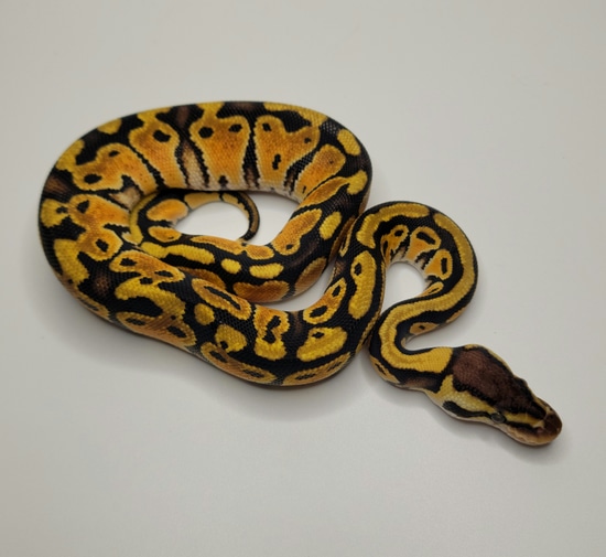 Pastel 100% Dbl Het Ultramel Genetic Stripe 50% Het Clown Ball Python ...
