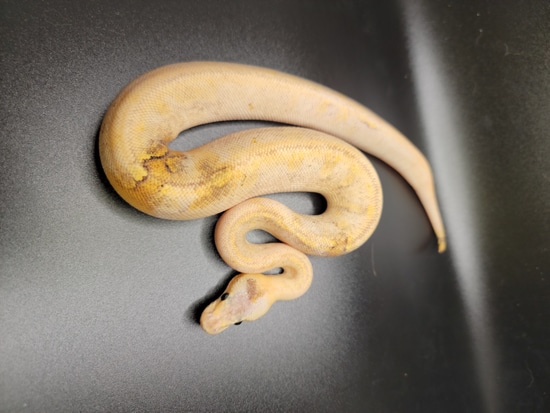 Pastel Champagne Paradox 100% Dbl Het Ultramel G-Stripe 50% Het Clown ...