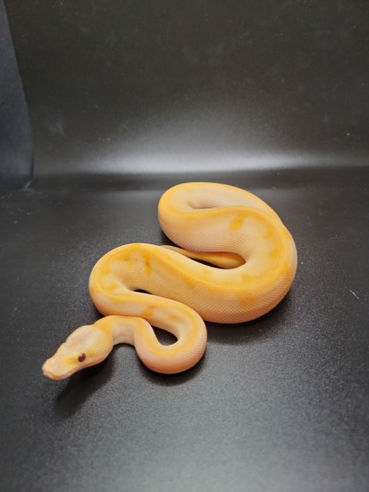 Pastel Champagne Ultramel Pos YB 100% Het G-Stripe 50% Het Clown Ball ...