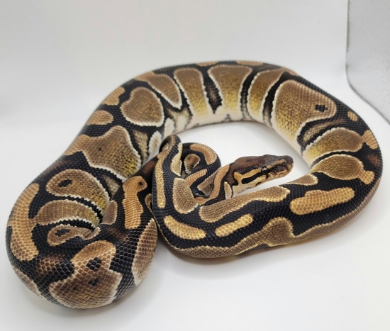 Subadult Pair Dinker 100% Het Pied Ball Python by Eden Pythons