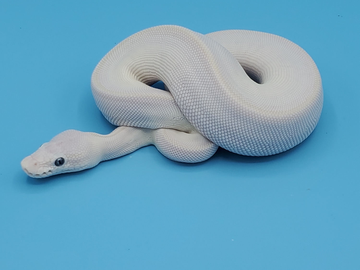 Russo Lesser (BEL) Ball Python by CL Serpents - MorphMarket