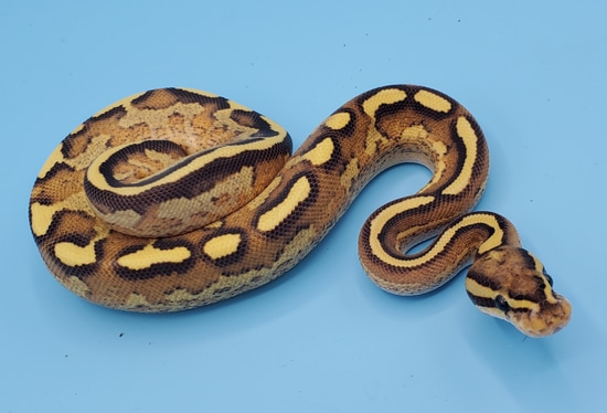 Asphalt Spark Ball Python by CL Serpents